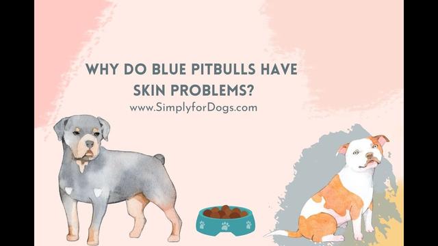 Why Is My Dog's Skin Blue: Common Causes and Treatment
