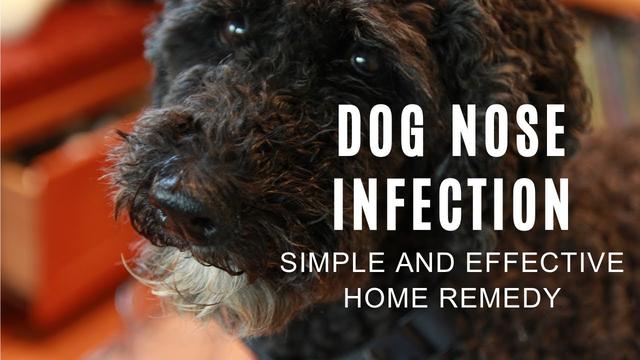 Nasal Flush for Dogs: Step-by-Step Guide and Tips for At-Home Treatment