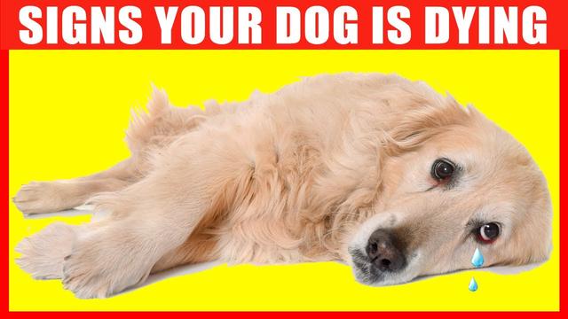 Why Do Dogs Die With Their Eyes Open? Find Out the Reason Now