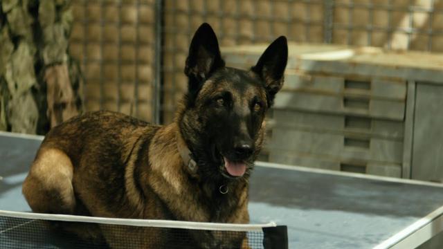 Cerberus Dog Breed: Everything You Need to Know