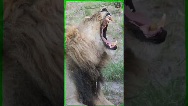 Cane Corso Bite Force Vs Lion: Unleashing the Power