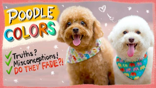 Poodle Fading Gene: Understanding the Genetics Behind Color Fading in ...