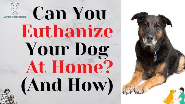 Using Trazodone for Dog Euthanasia: What You Need to Know
