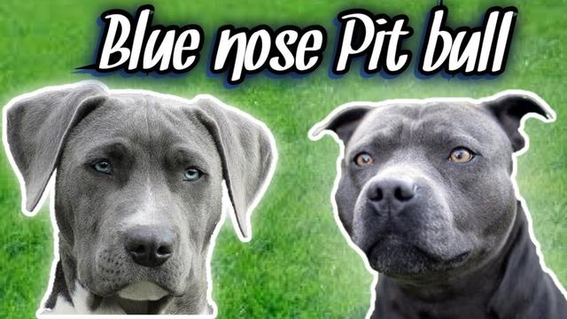 How To Identify and Distinguish a Blue Nose Pitbull
