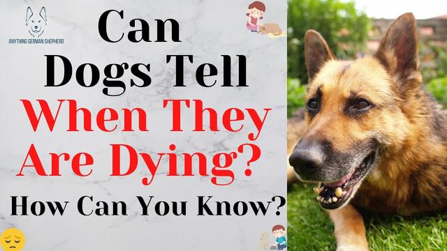 Why Do Dogs Die Alone? Understanding Dogs' End-of-Life Experience