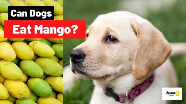 Can Dogs Eat Mangoes? Exploring the Benefits and Risks