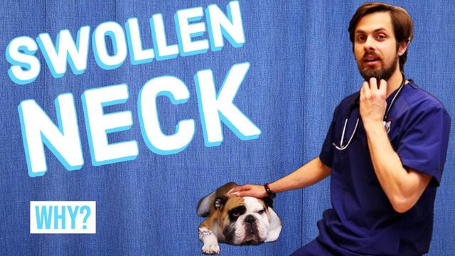 Why Is My Dog's Neck Swollen: Causes, Symptoms, and Treatment