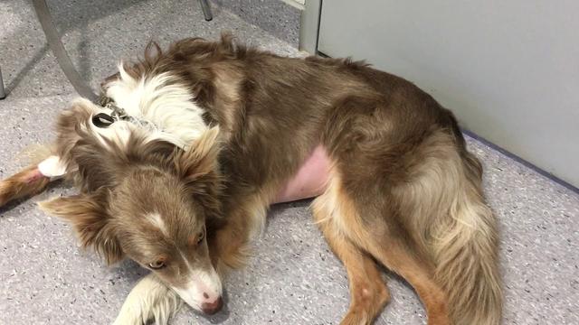 Uses of Prednisone 20 mg in Dogs: A Comprehensive Guide