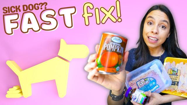 El Perro Comió Pan Ahora Tiene Diarrea: Causas, síntomas y tratamiento