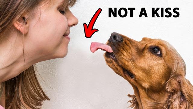 Understanding Dog Behavior: Why Does My Dog Try to Bite My Face When I ...