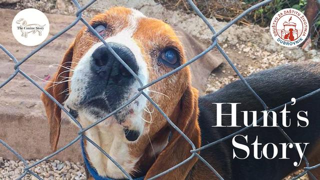 Un perro ciego puede recuperar la vista: Descubra la esperanza y los ...