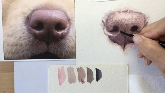 Liver Nose Dog: Everything You Need to Know About This Unique Coat Color