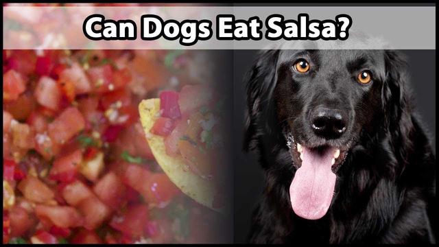 ¿Pueden tomar salsa los perros? Descubra lo que necesita saber