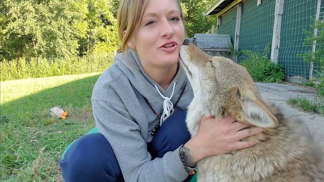 Can You Train A Coyote: Everything You Need To Know