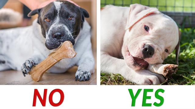 When Do Puppies Bones Fuse: A Guide to Puppy Development