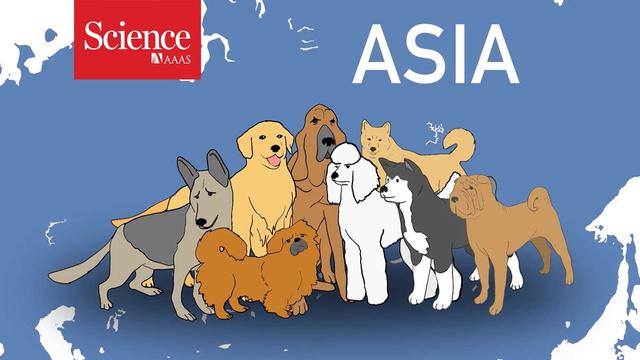 Domestic Dog Domain: Exploring the Fascinating World of Dogs