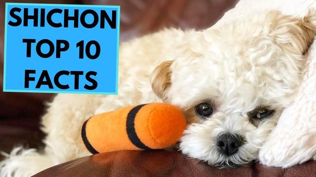 Shichon Pros And Cons: Everything You Need to Know