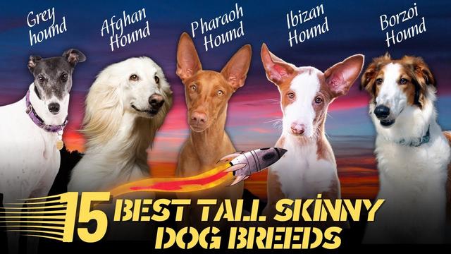 Raza de perro flaco: Las 10 razas de perro más flacas para los amantes ...