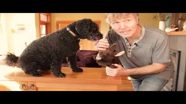 Porque é Que O Meu Cão Me Lambe O Pescoço Explorando As Razões Por