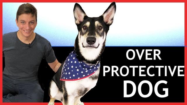 When Do Dogs Become Protective: Understanding the Development of ...