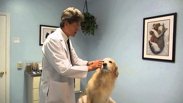 Dog Ear Flushing Surgery Cost: What to Expect and How much it costs