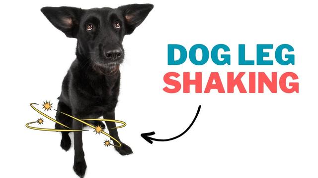 Understanding the Causes and Solutions for Puppy Leg Shaking
