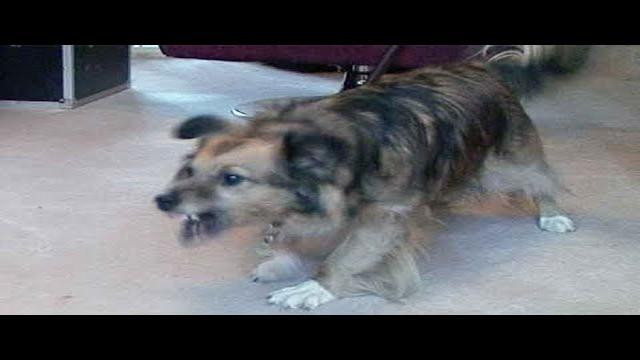 Teaching Your Dog to Snarl: A Step-by-Step Guide