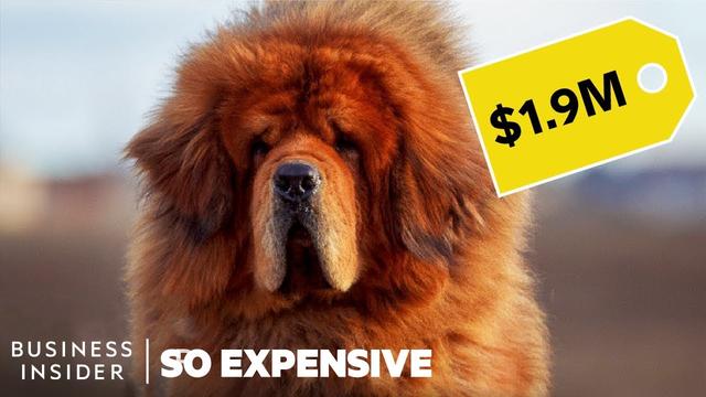 Why Are Purebred Dogs So Expensive: Understanding The Factors