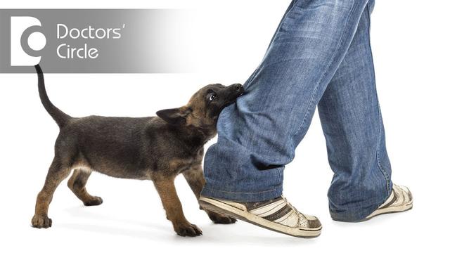 Mordedura de perro sin romper la piel: Comprender la gravedad y los ...