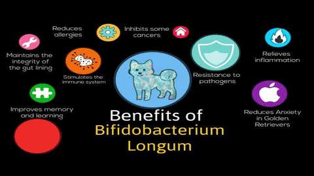 Bifidobacterium Longum Bl999 for Dogs: Benefits, Uses, and More!