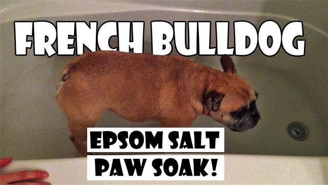 Epsom Salt Bath for Dogs with Hotspots: A Soothing Solution