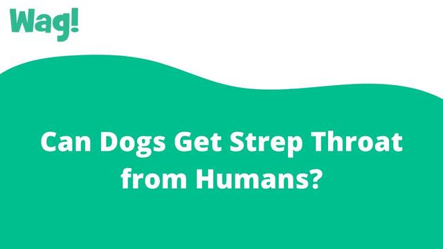 ¿Pueden los perros contraer faringitis estreptocócica? Lo que debe saber