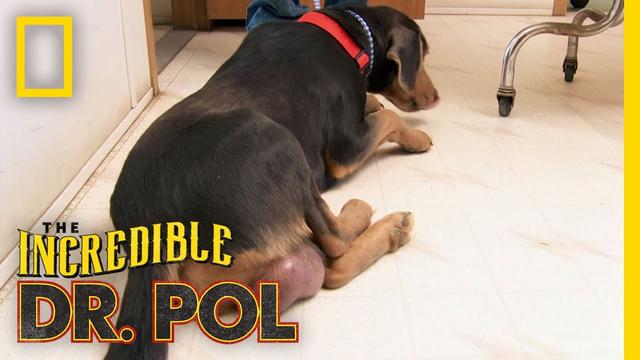 Understanding the Importance of Big Dog Testicles for Breed Genetics