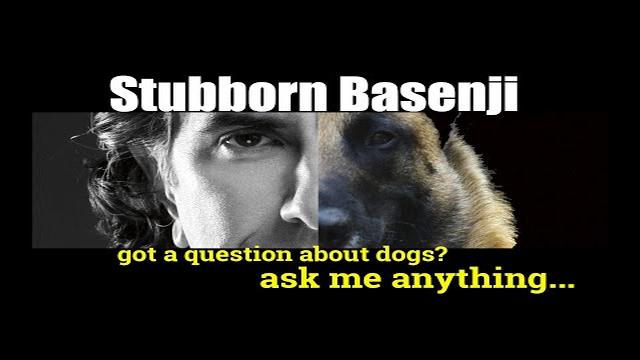 Are Basenjis Aggressive? Discover the Truth About this Unique Dog Breed