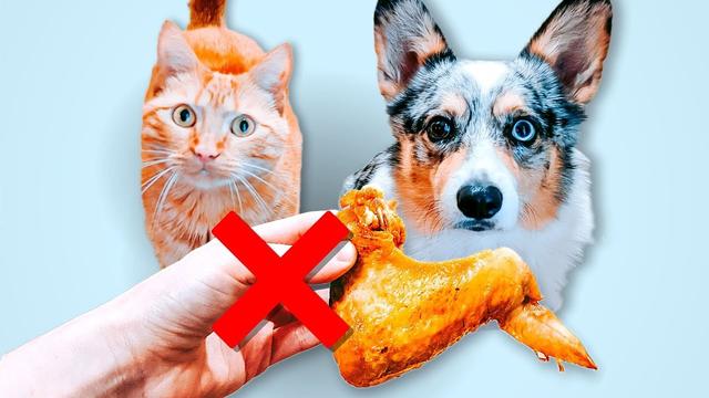 Is it Safe for Dogs to Eat Ground Chicken Bones?