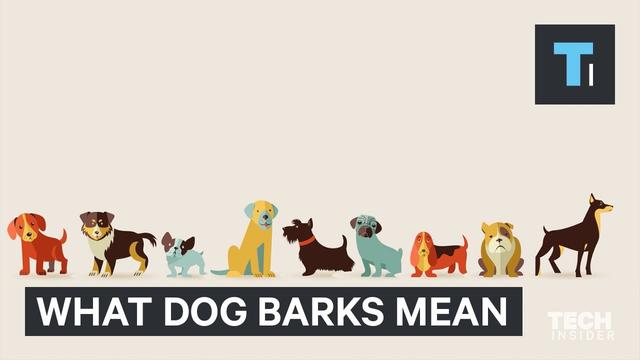 How to accurately describe the barking of a dog - Tips and techniques