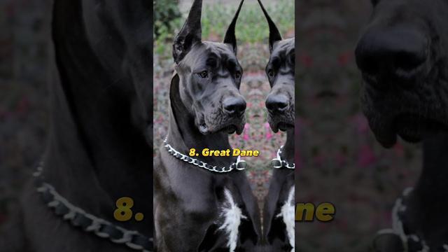 Los perros más peligrosos del mundo 2021: Las razas más peligrosas