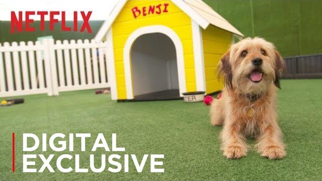 Elija el nombre de perro Benji perfecto para su nuevo compañero canino