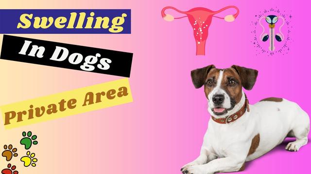 What Is A Female Dog's Private Parts Called: Explained