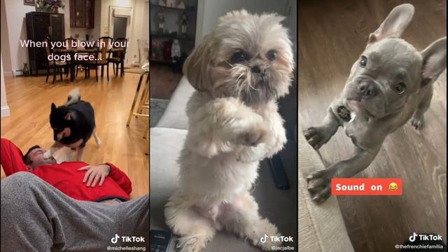 Blowing In Dogs Face: The Pros and Cons