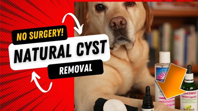 Sebaceous Cyst Dog Apple Cider Vinegar: Natural Treatment Options