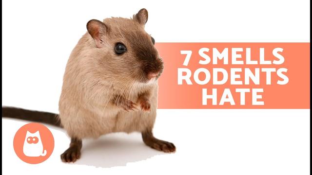Discover What Smell Do Mice Hate: Effective Methods to Keep Mice Away