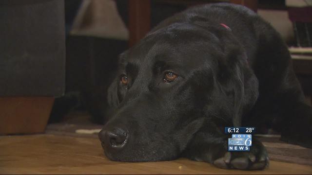 ¿Por qué se mojó mi perro después del tratamiento antipulgas? Explicado