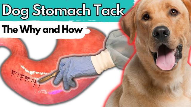 Understanding the Causes and Treatment of Thickened Stomach Wall in Dogs