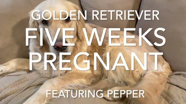 Perra embarazada de 5 semanas: Qué esperar y cómo cuidarla