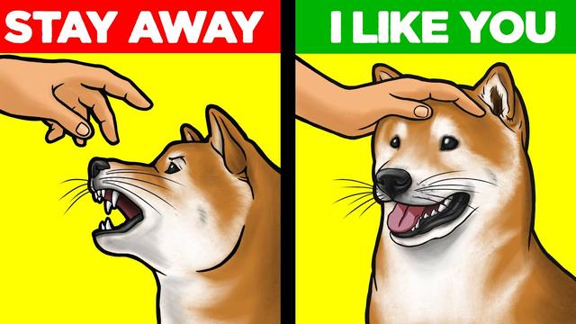 What Goes Through Dogs' Minds When You Bark at Them