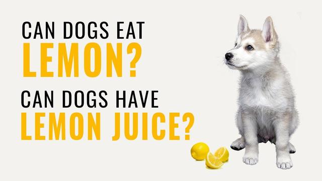 ¿Pueden comer limones los perros? Beneficios y riesgos de dar limones a ...