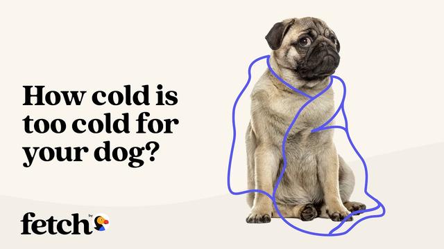 Is 65 Degrees Too Cold For A Dog? Exploring the optimal temperature for ...