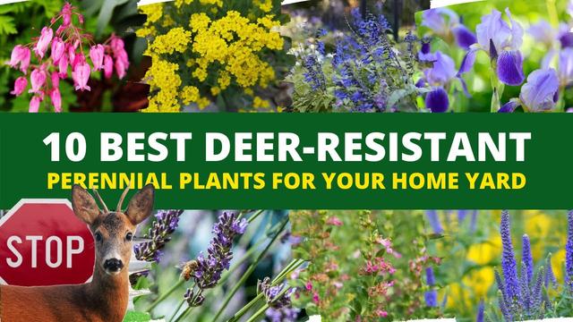 Discover the Best Deer-Resistant Plants for Your Garden