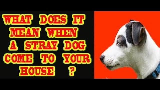 Understanding the Meaning Behind a Dog Coming to Your House [Website Name]